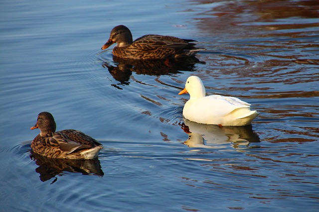 Yin and Yang. How Do They Relate? - Bob Lehnberg
